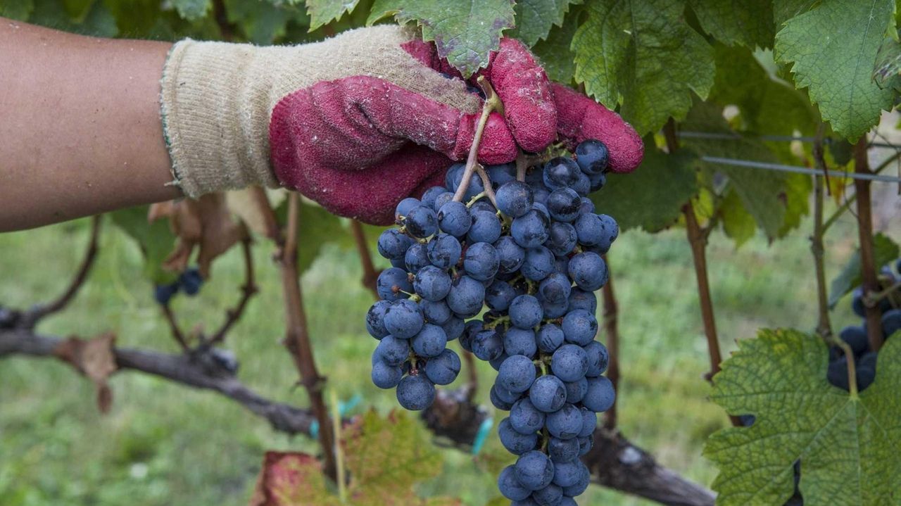 LI's Bedell Merlot to be served at Obama Inaugural - Newsday