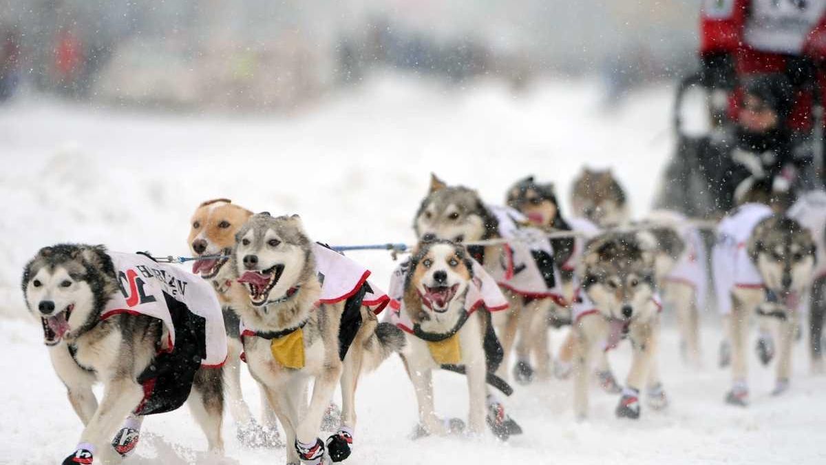 40th Iditarod Trail Sled Dog Race begins in Alaska - Newsday
