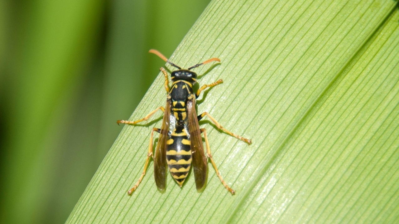 Yellow jacket swarm causes fear in allergic employee - Newsday