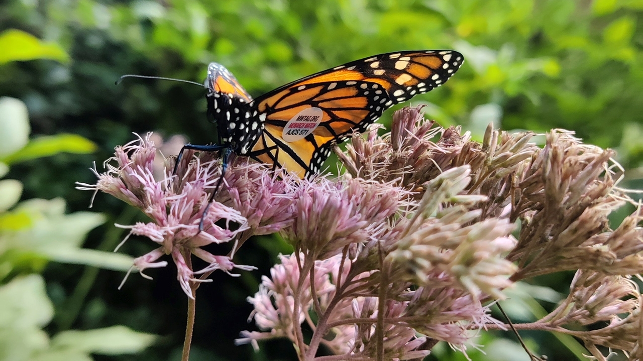 How to assist monarch butterflies on their epic treks - Newsday