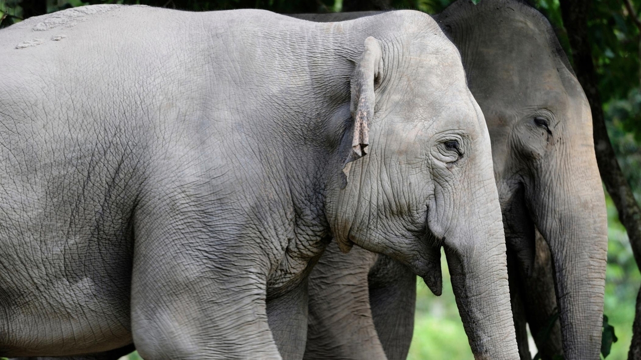 Study says endangered Asian elephant population in Cambodia is more ...