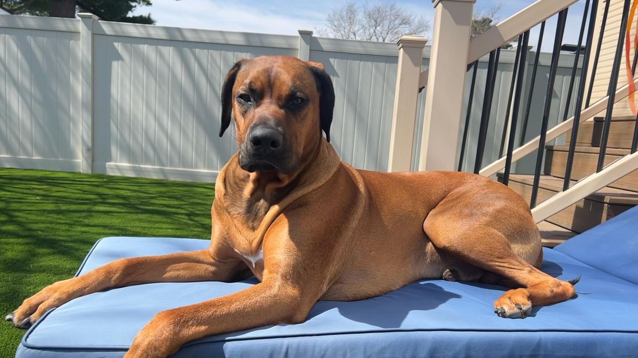 Balboa, a Rhodesian ridgeback from LI, is in this year's Westminster ...