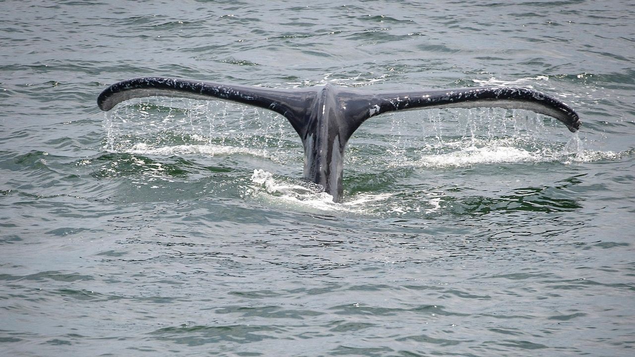 Surprise! Rescued humpback returns, with friends, to NY waters - Newsday