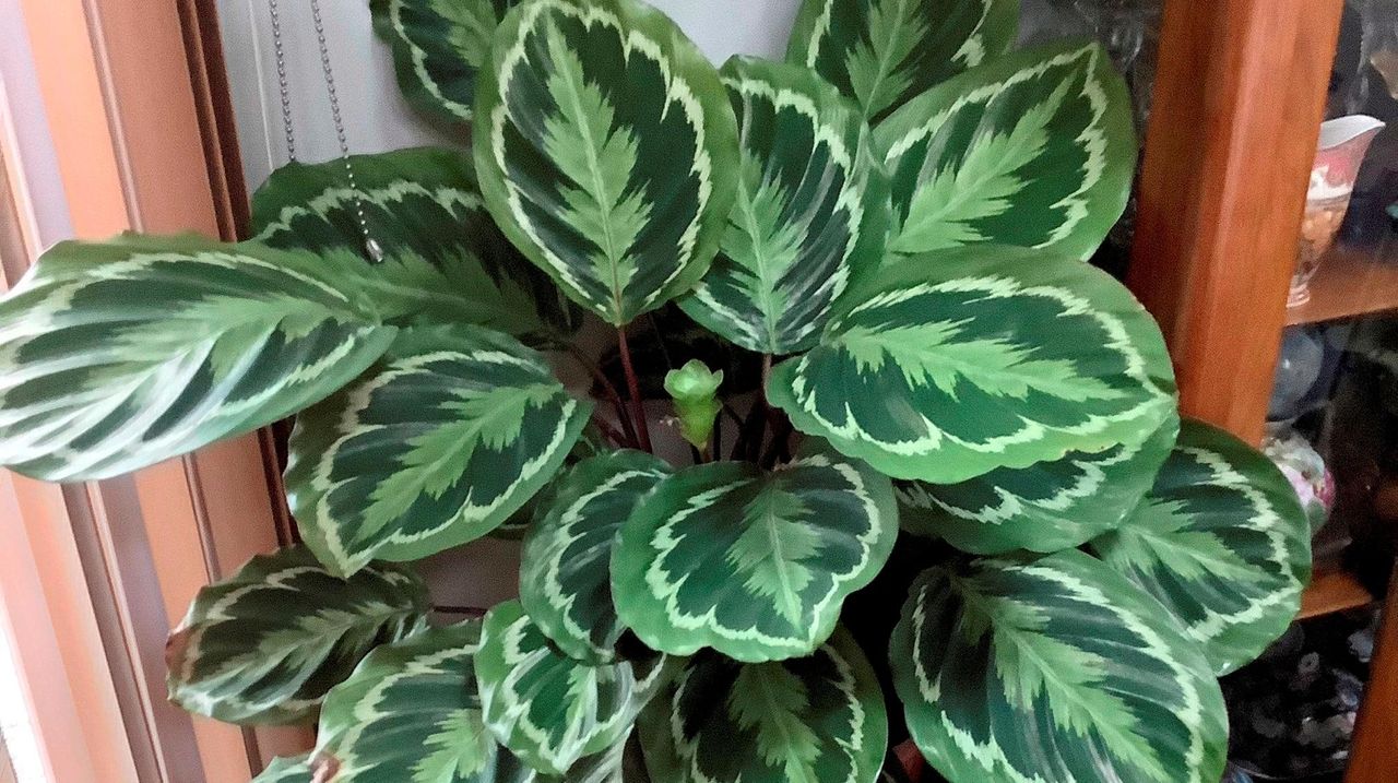 Garden Detective: What's up with my prayer plant, pruning butterfly ...