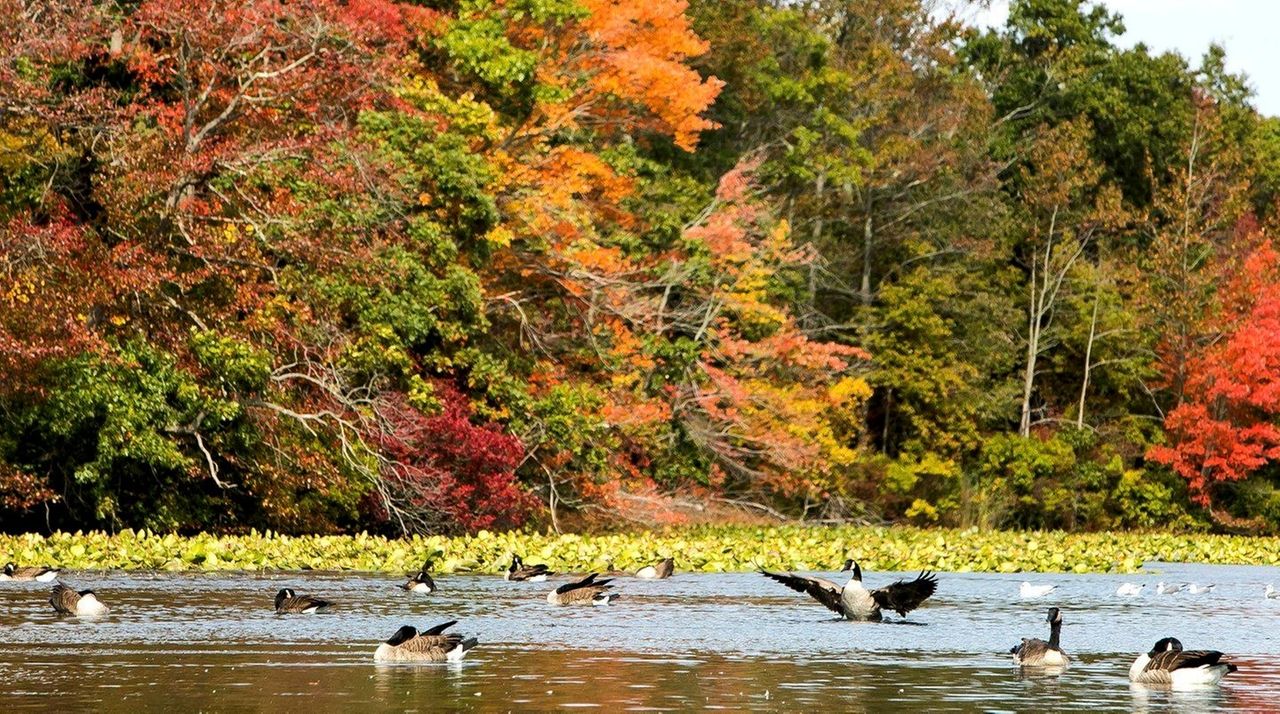 When and where to see the best fall foliage on Long Island - Newsday