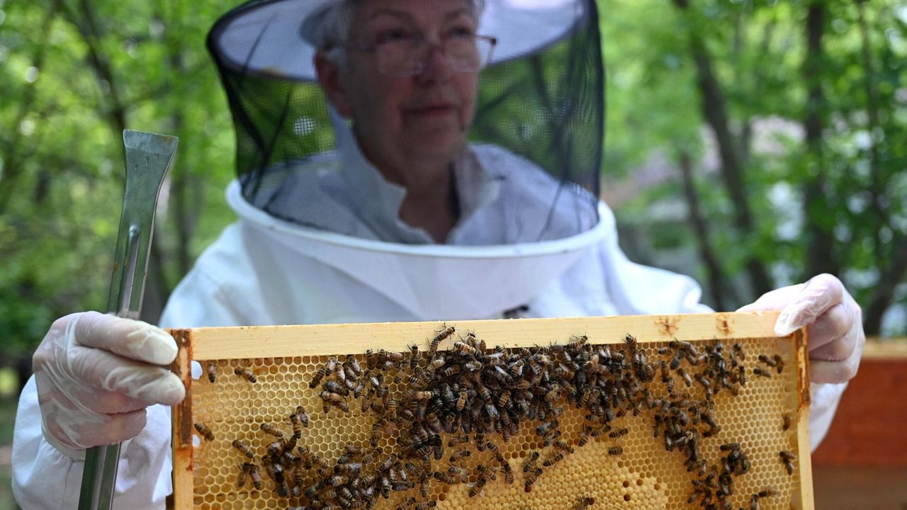 Backyard beekeepers of Long Island keep pollinator population buzzing ...