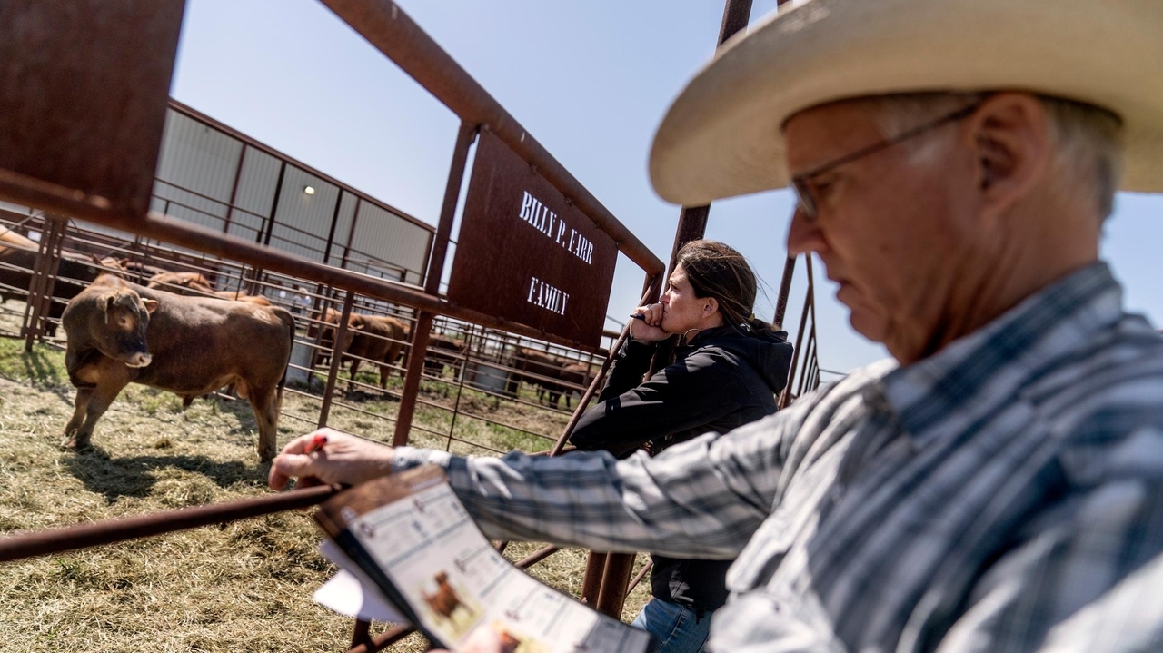 Beef is a way of life in Texas, but it's hard on the planet. This ...
