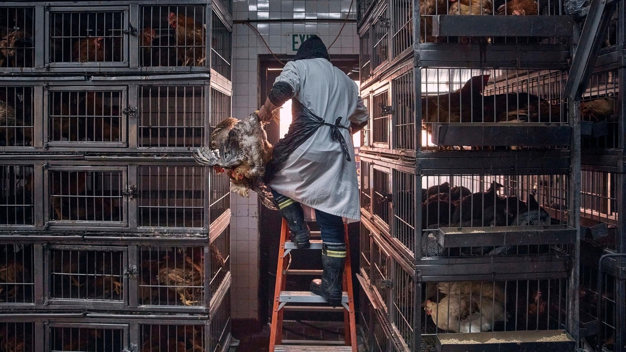 Live poultry markets reopen across region in aftermath of bird flu ...