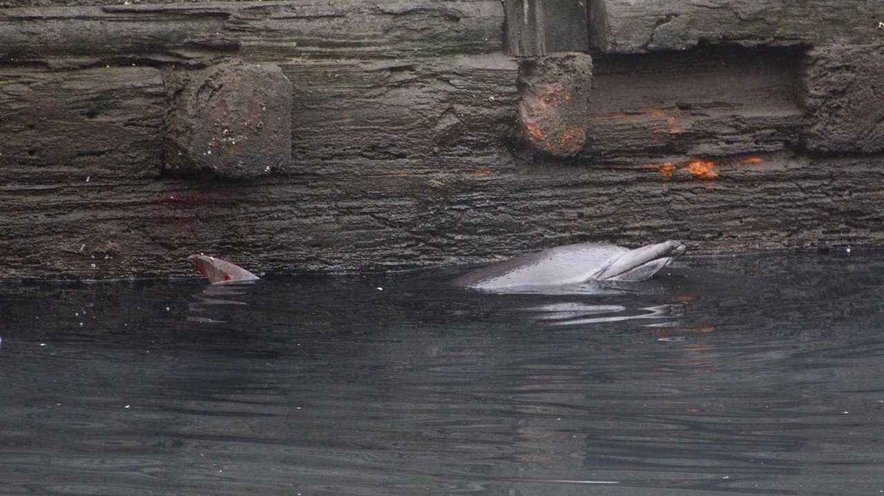 Dolphin stuck in Brooklyn's Gowanus Canal dies - Newsday