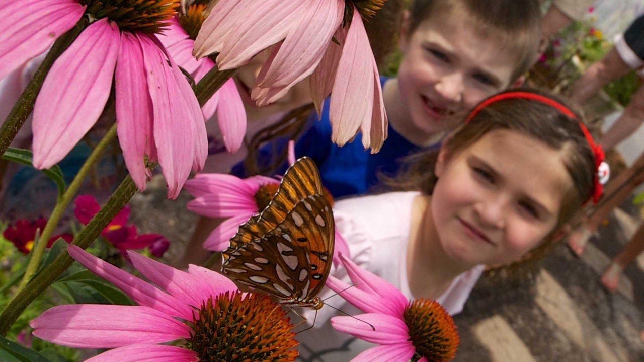 Long Island places to see butterflies - Newsday