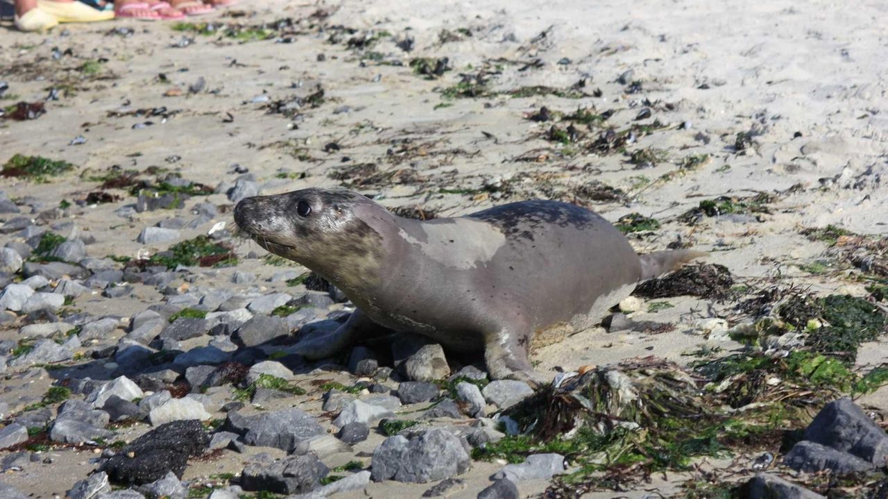 Seal released back into Shinnecock Bay - Newsday