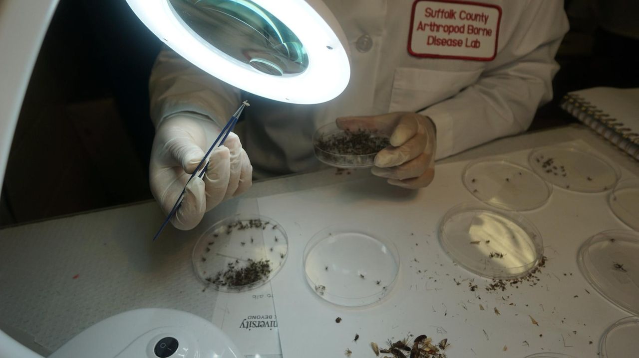 16 more mosquito samples have tested positive for West Nile in Suffolk ...