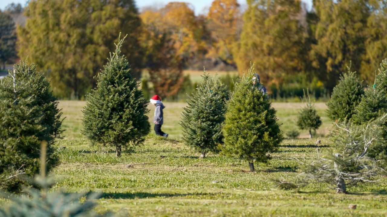 Cut-your-own Christmas tree farms on Long Island - Newsday