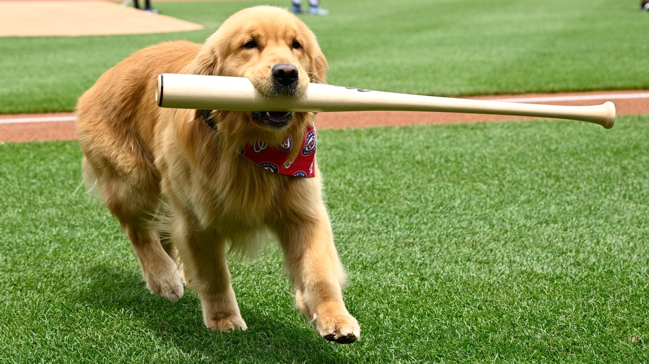 Nationals' bat-retrieving dog Bruce laps up pregame attention, makes ...