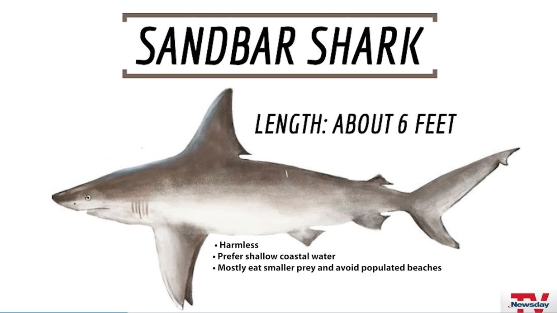 8 shark species you might see in LI waters - Newsday