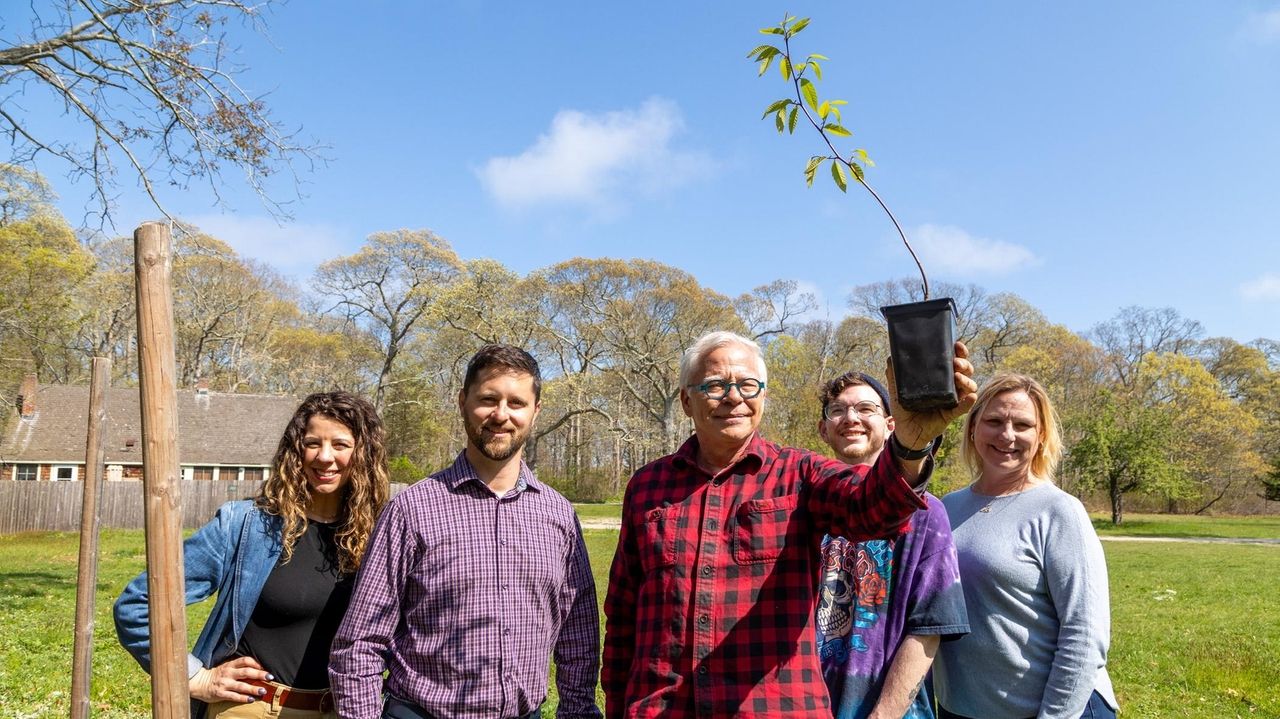 American chestnut tree seeing revival on Long Island in effort to stop ...