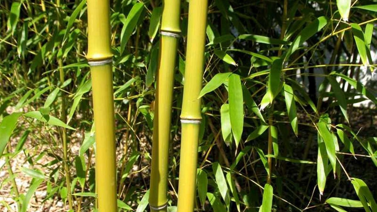 Experts testify at Oyster Bay Town bamboo rule hearing - Newsday