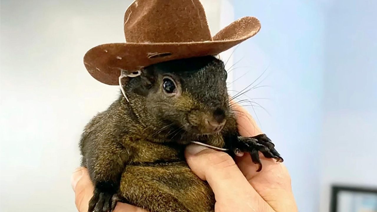 Orphaned squirrel who became social media star was euthanized after ...