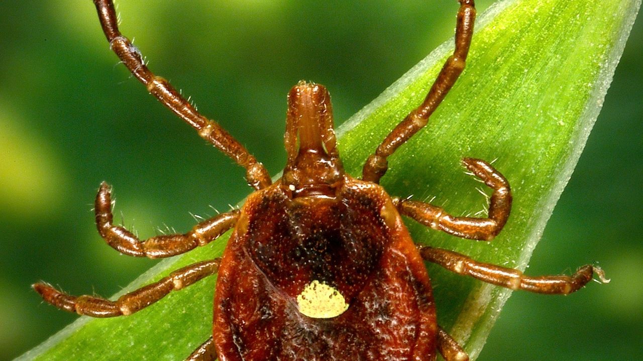 A meat allergy caused by tick spit is getting more common, CDC says ...