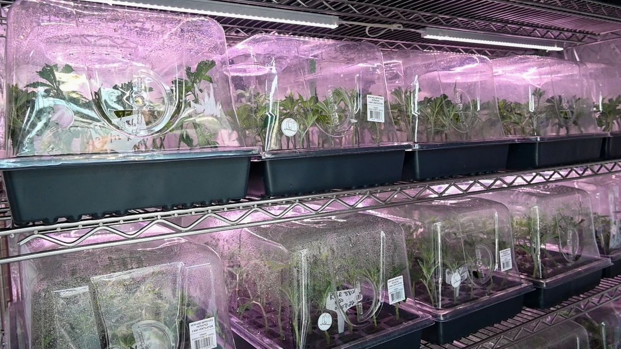 Guide: When can consumers buy pot on Long Island? - Newsday