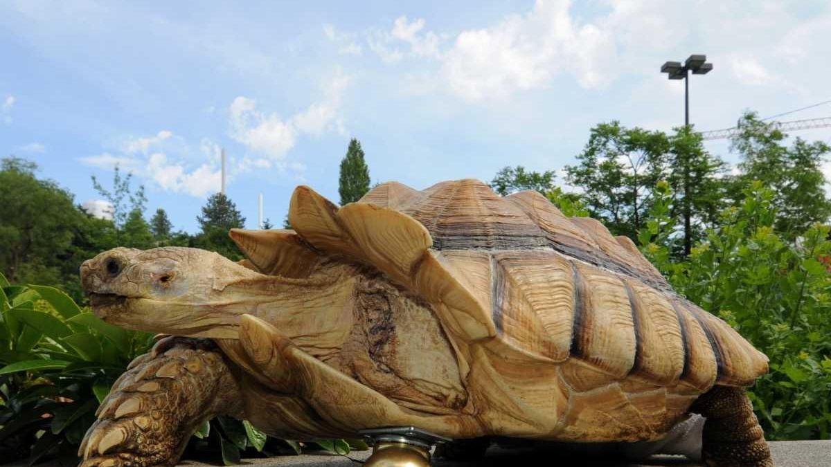 Tortoise's amputated leg replaced with wheel - Newsday