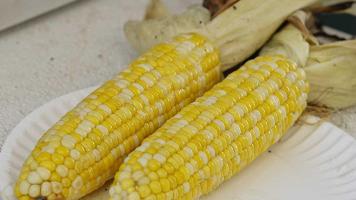 Hot weather sweet at Harbes corn festival - Newsday