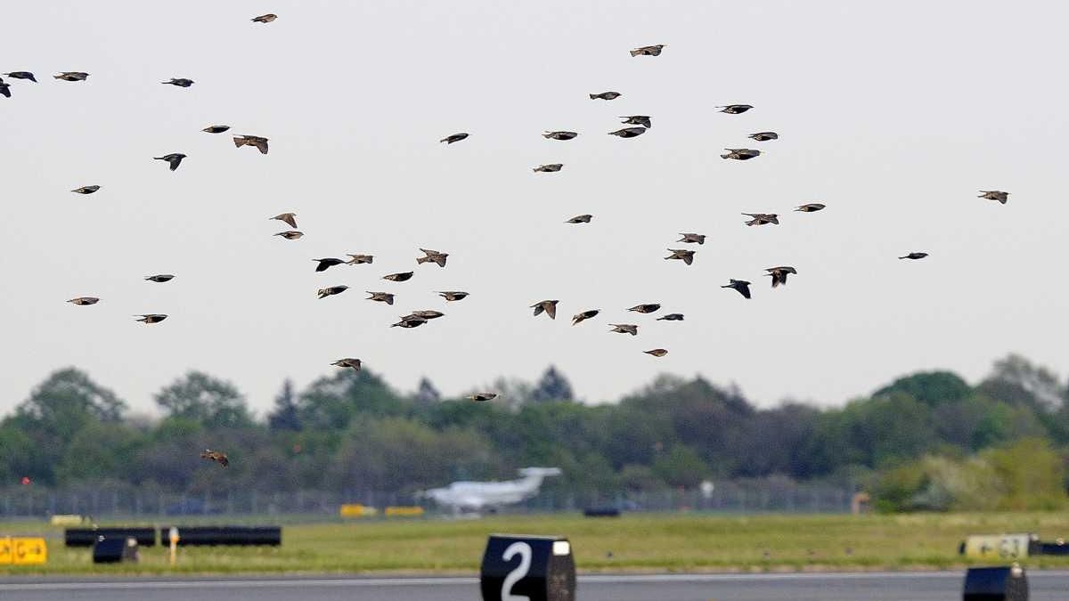 Bird strikes on the rise at area airports - Newsday