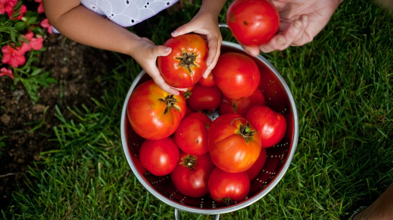 Tomato prices expected to rise on LI after trade deal ends - Newsday
