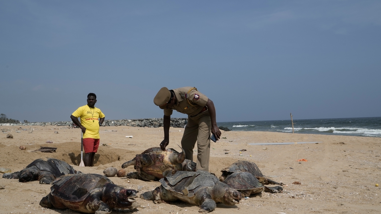 Authorities ramp up efforts to protect sea turtles as deaths on India's ...