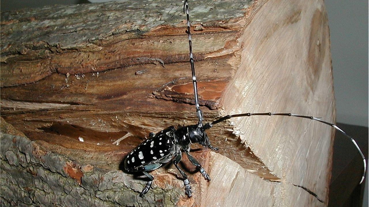 Effort to replace trees destroyed by Asian longhorned beetle begins in ...