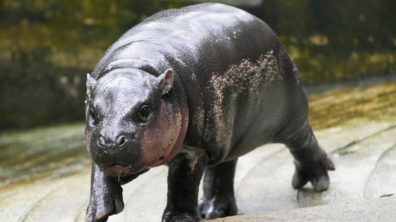 Thailand's baby pygmy hippo Moo Deng now has an official song in 4 ...