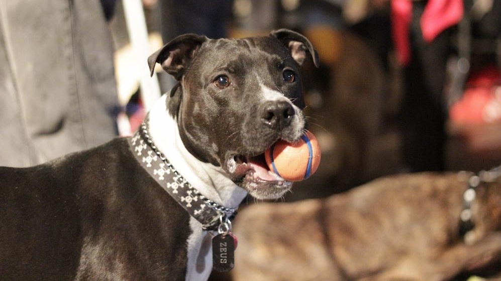 National Mutt Day: 5 ways to celebrate - Newsday