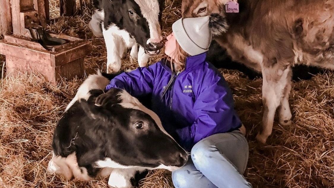 Bucket List: Cuddle a cow in New York, New Jersey or Pennsylvania - Newsday