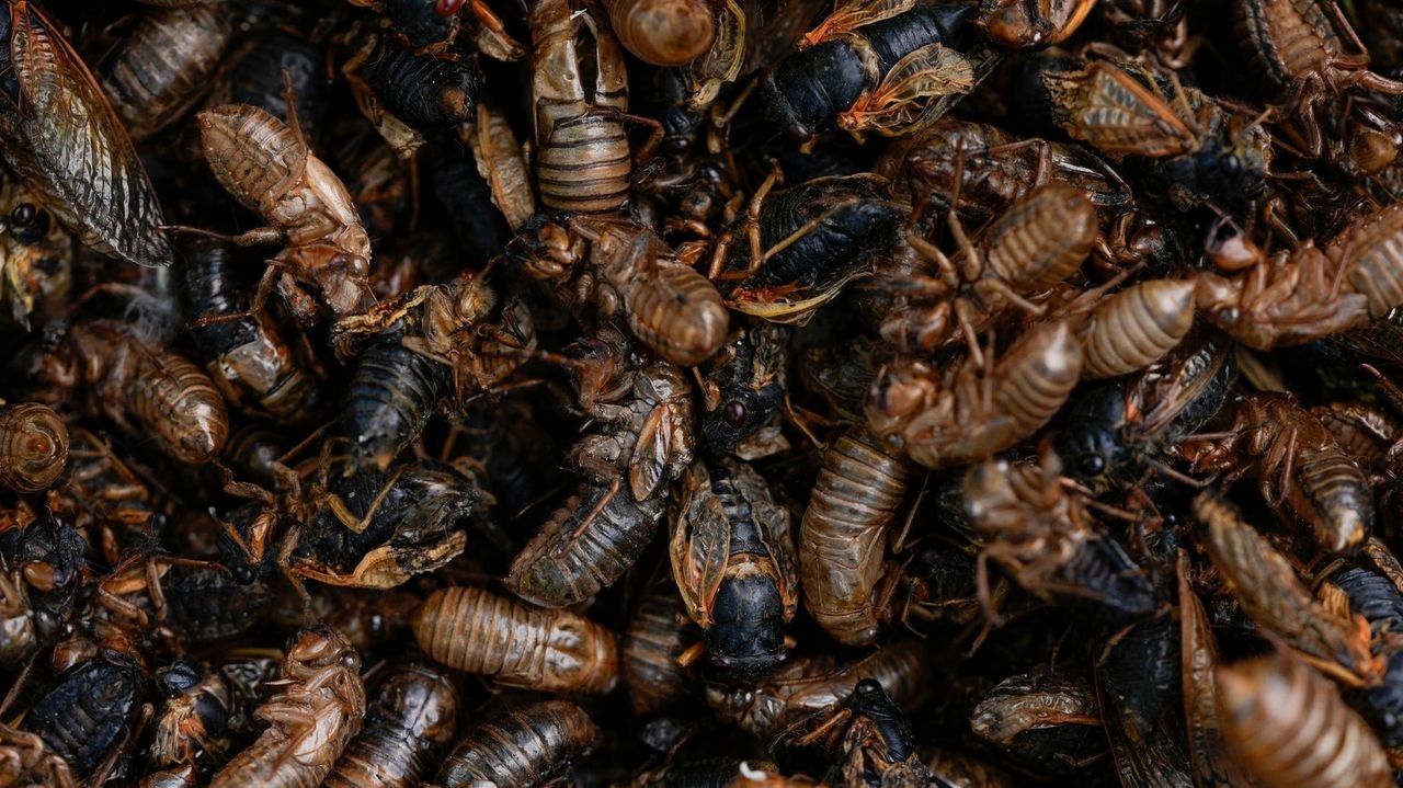 Illinois is hit with cicada chaos. This is what it's like to see, hear ...