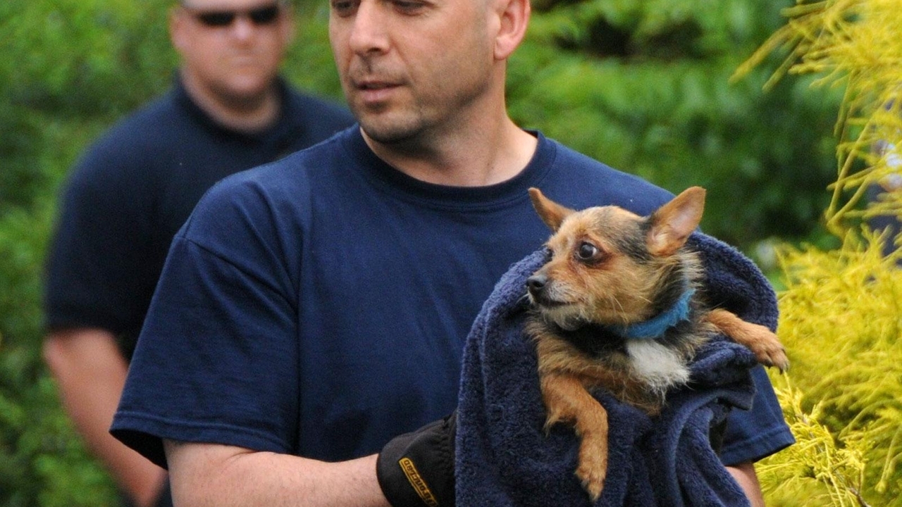 Rescuer: Some seized animals may be put down - Newsday