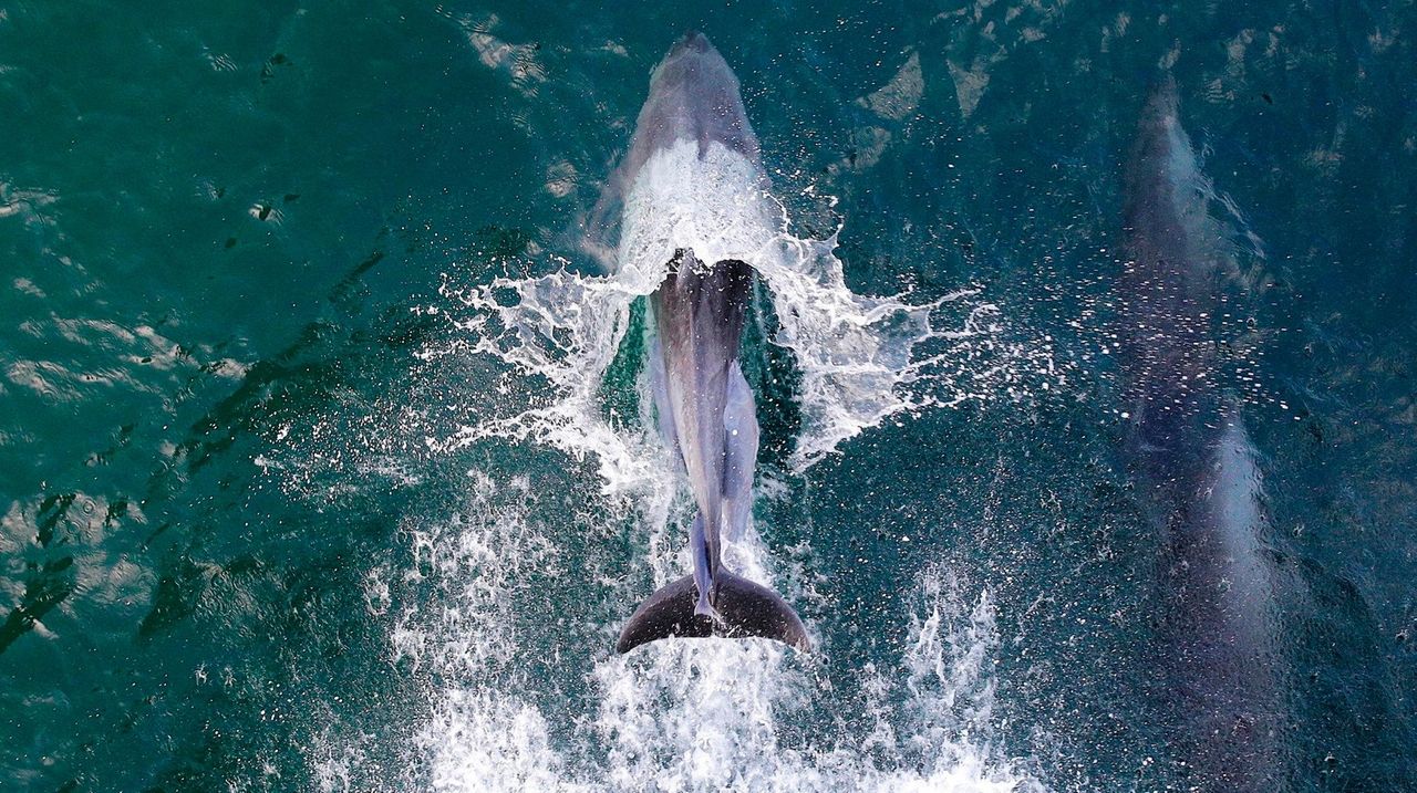 Federal government allowing permits for seismic blasting in Atlantic ...