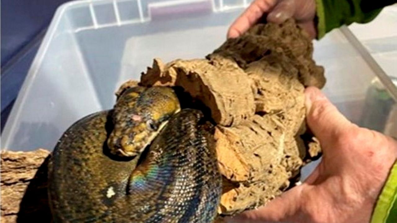 6-foot-long python seized from West Babylon home, state says - Newsday