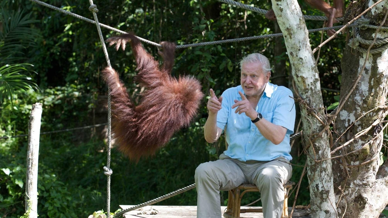 David Attenborough's 'Life on Camera': Nature documentarian's greatest ...