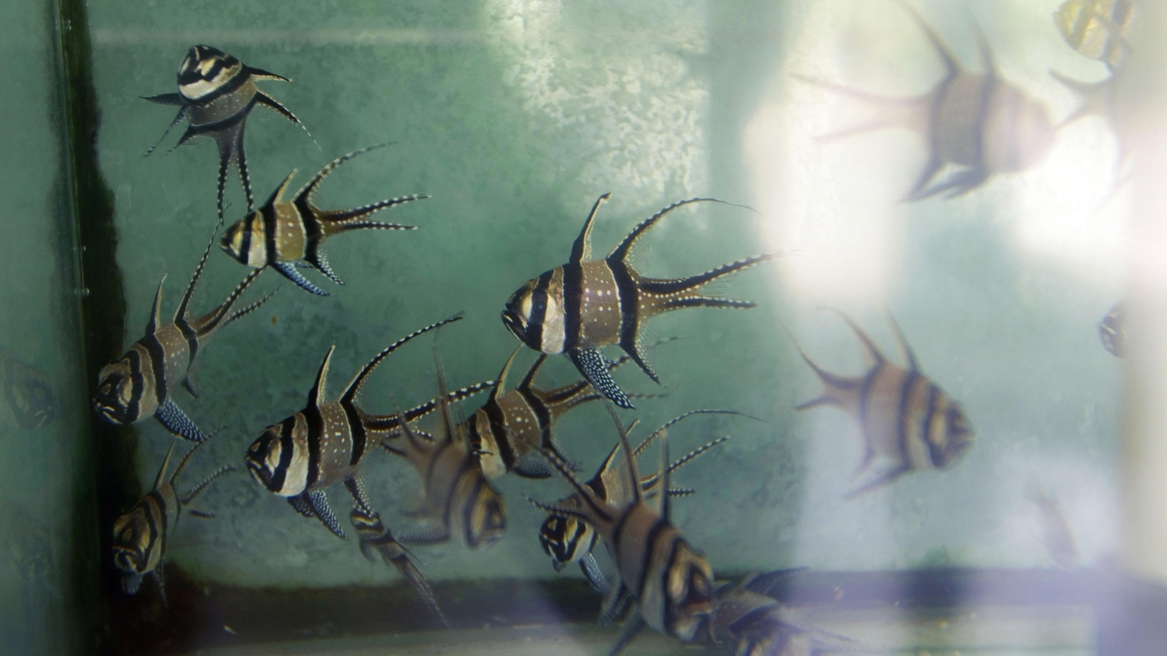 US looks to ban imports, exports of a tropical fish threatened by ...