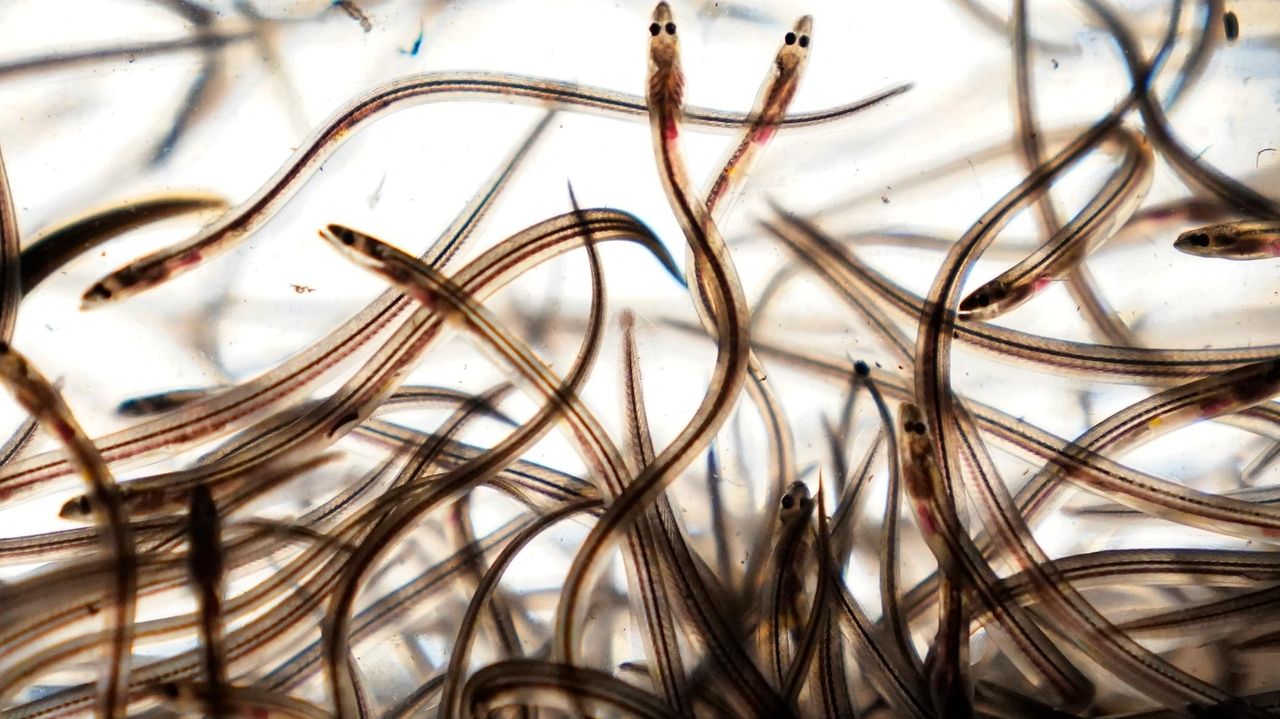 Wriggling gold: Fishermen who catch baby eels for $2,000 a pound hope ...