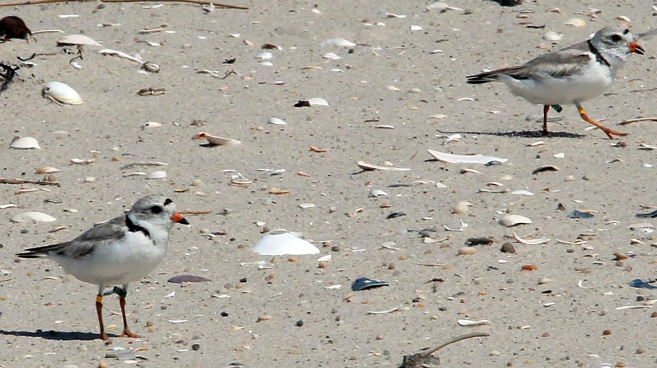 Smith Point Outer Beach closed to vehicles due to unfledged piping ...