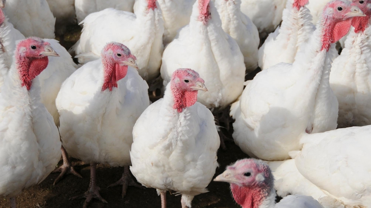 Where to buy a fresh Thanksgiving turkey on Long Island - Newsday