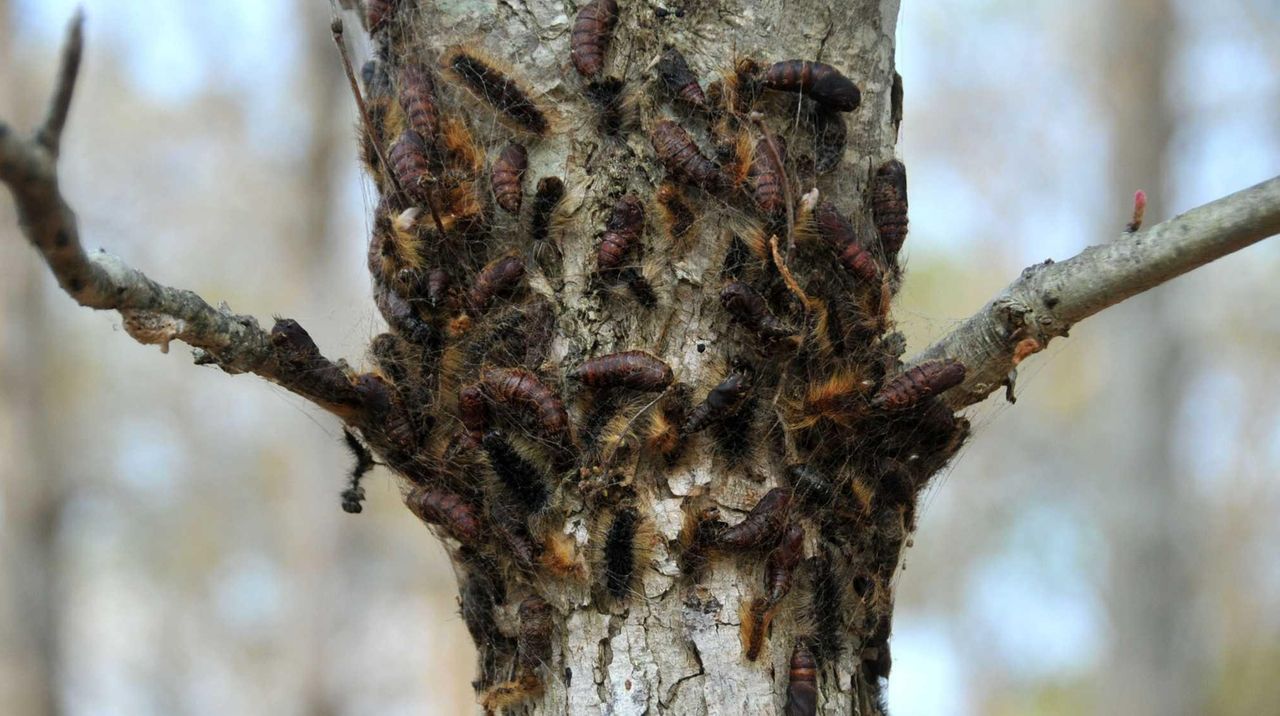 Experts: Gypsy moth outbreak plagues Long Island trees - Newsday