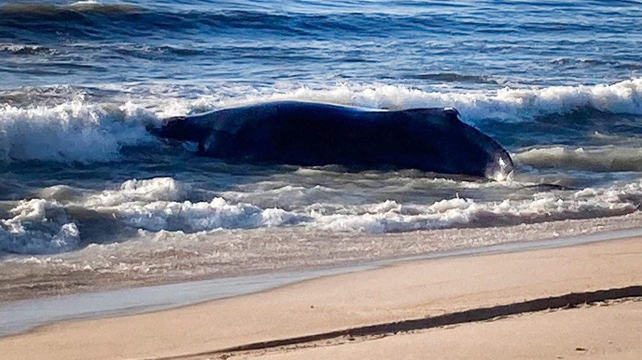 Humpback whale washed ashore on Amagansett beach makes 11 this year in region - Newsday