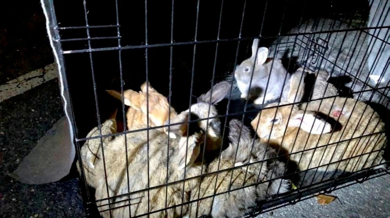 SPCA posts reward for info on rabbits abandoned near LI train station ...