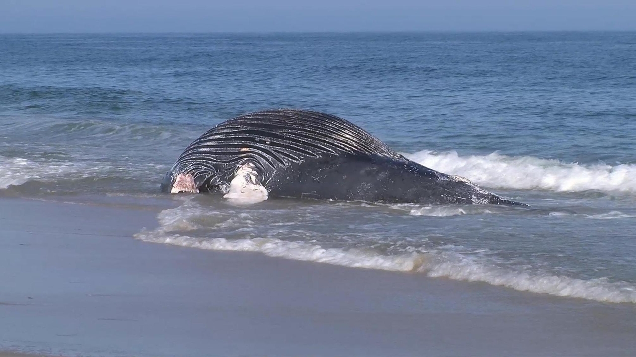 Humpback whale washes up along Smith Point park - Newsday