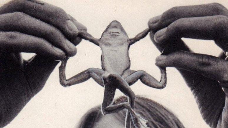 ‘Superfrog’ remembered by man who caught it in 1972 - Newsday