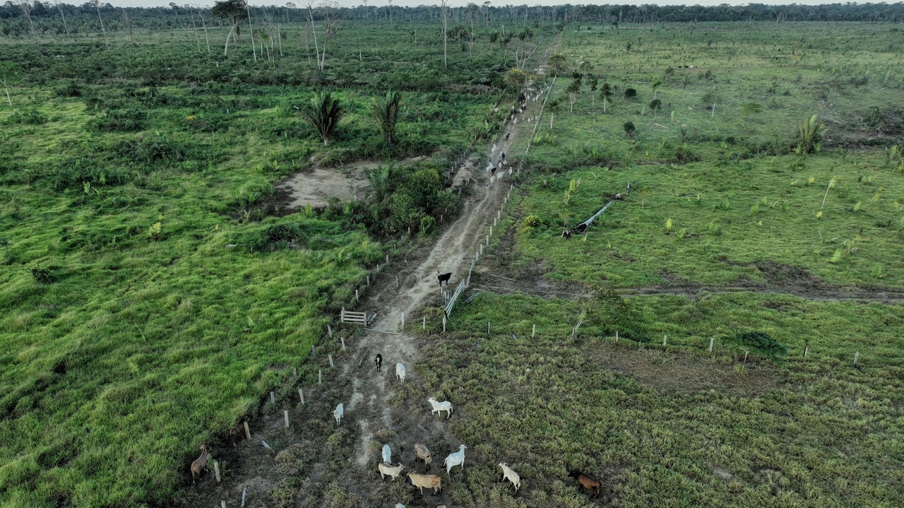 Brazil lawsuits allege direct relationship between meatpackers ...