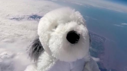 Sam the Dog search is on in England after toy dog was launched into ...