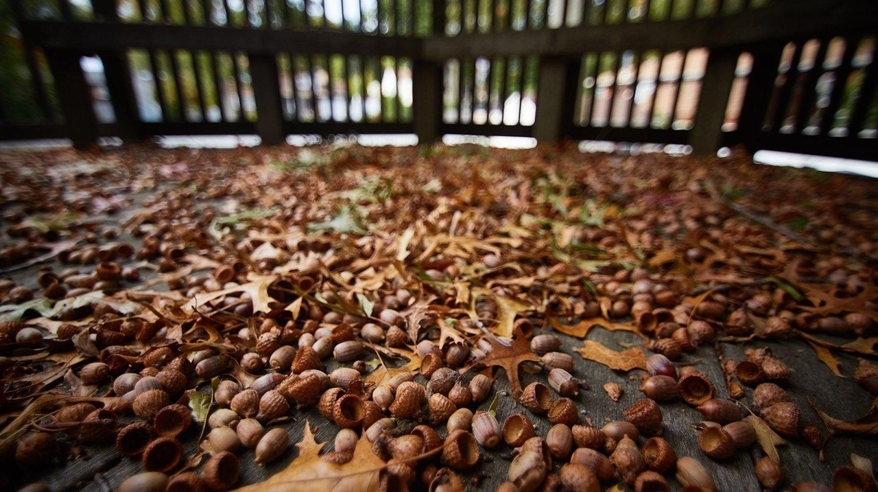 Abundance of acorns overwhelming LIers, delighting squirrels - Newsday